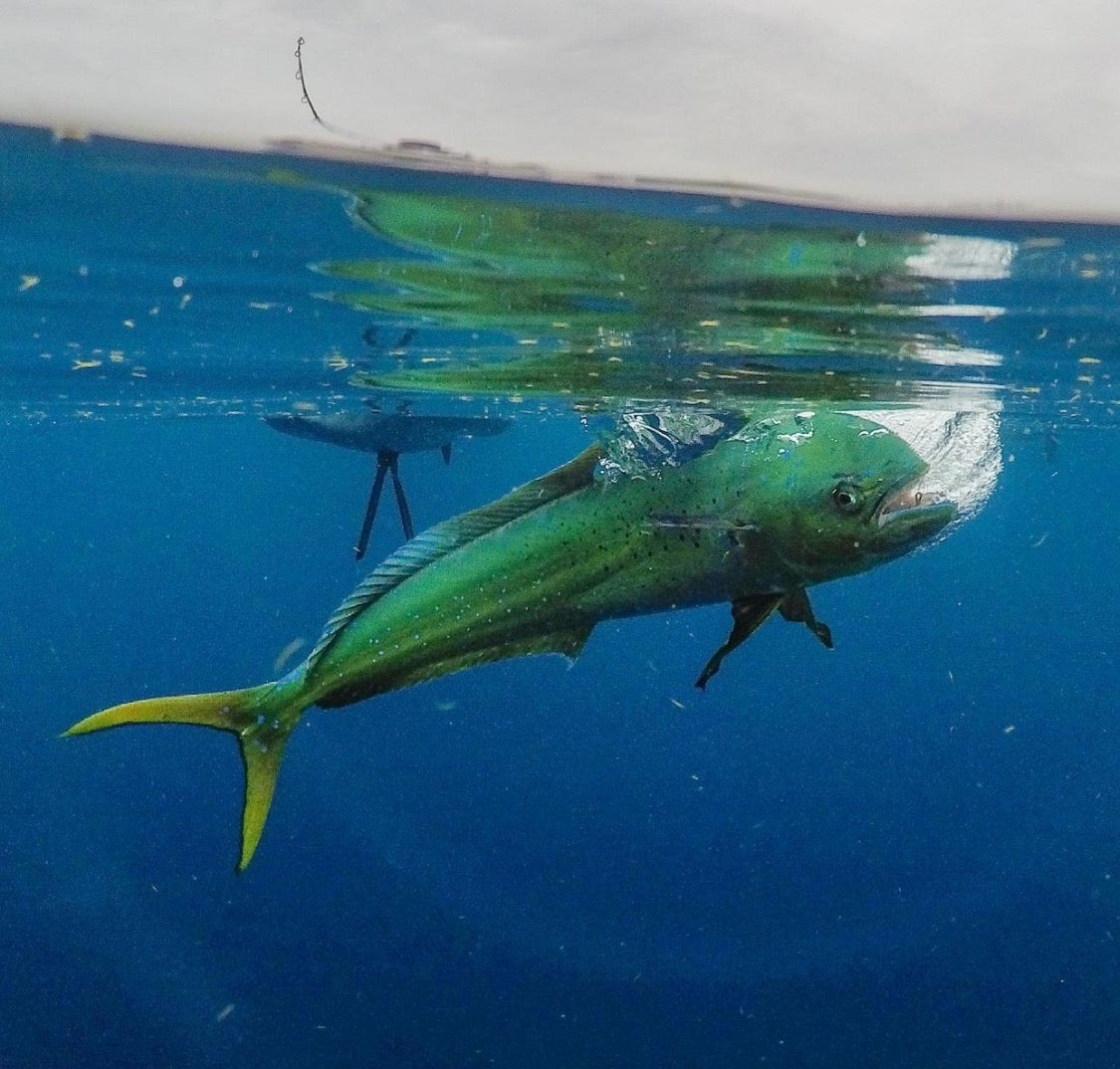 Kraken Jigz 🎣 Slow Pitch Jigs